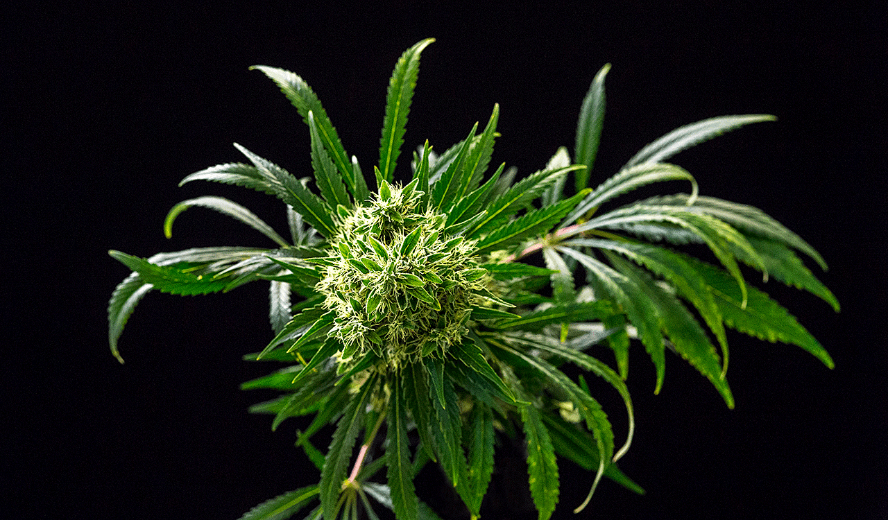 Bedrolina - cannabis variety with high CBD content