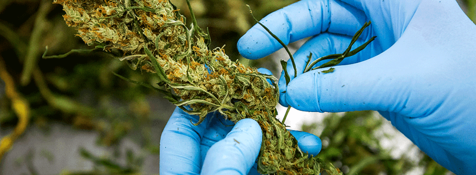 Standardisierung von medizinischem Cannabis